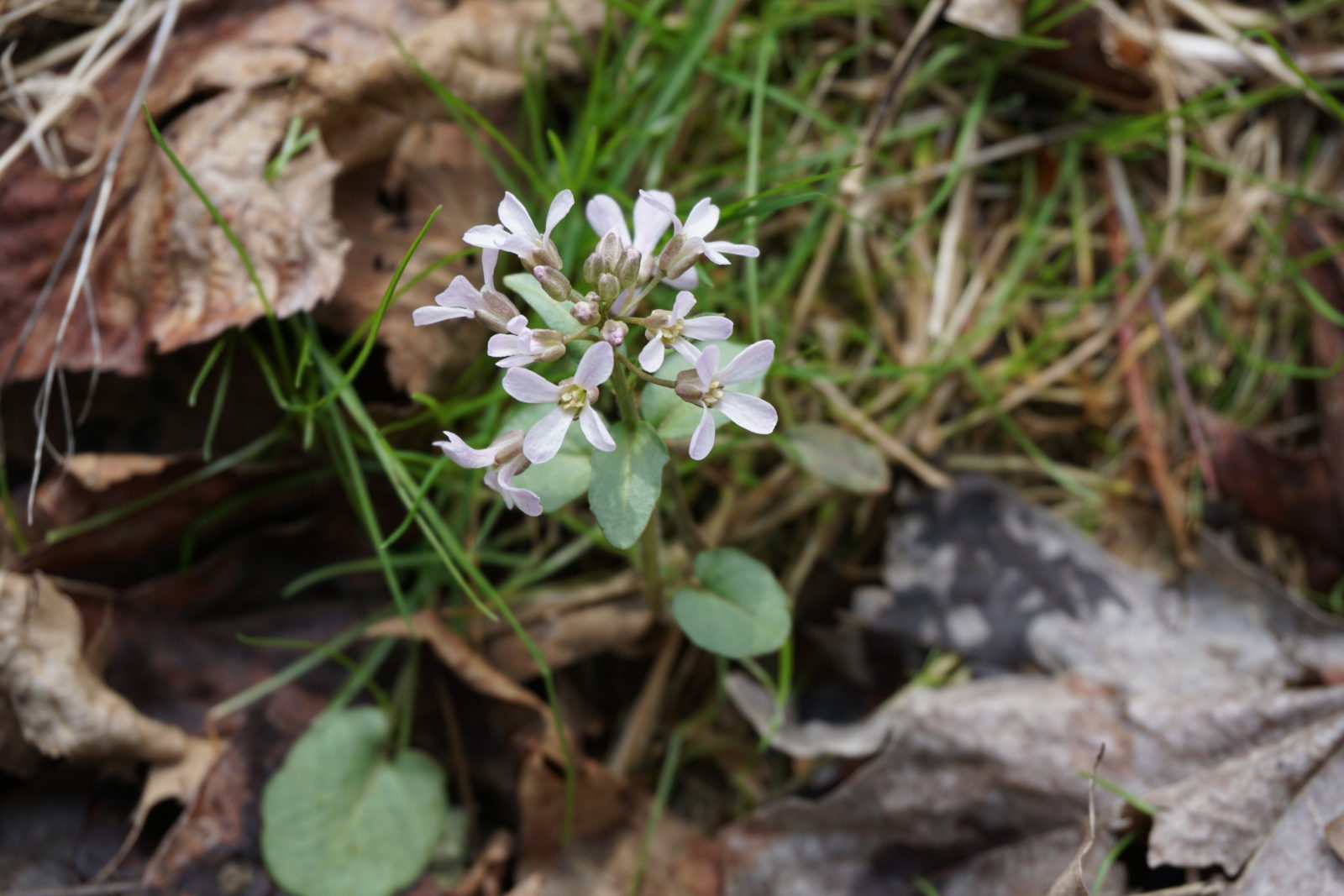 Plants – Boone County Conservation District