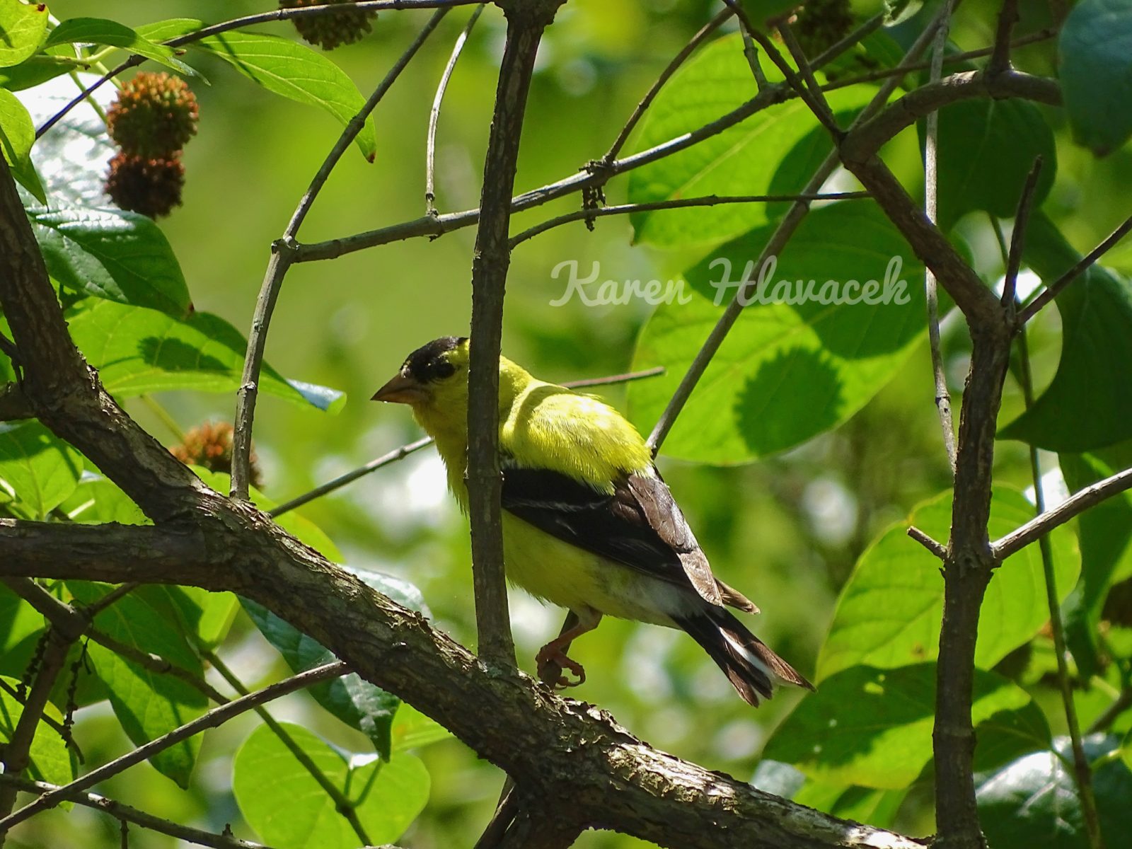 Birds – Boone County Conservation District