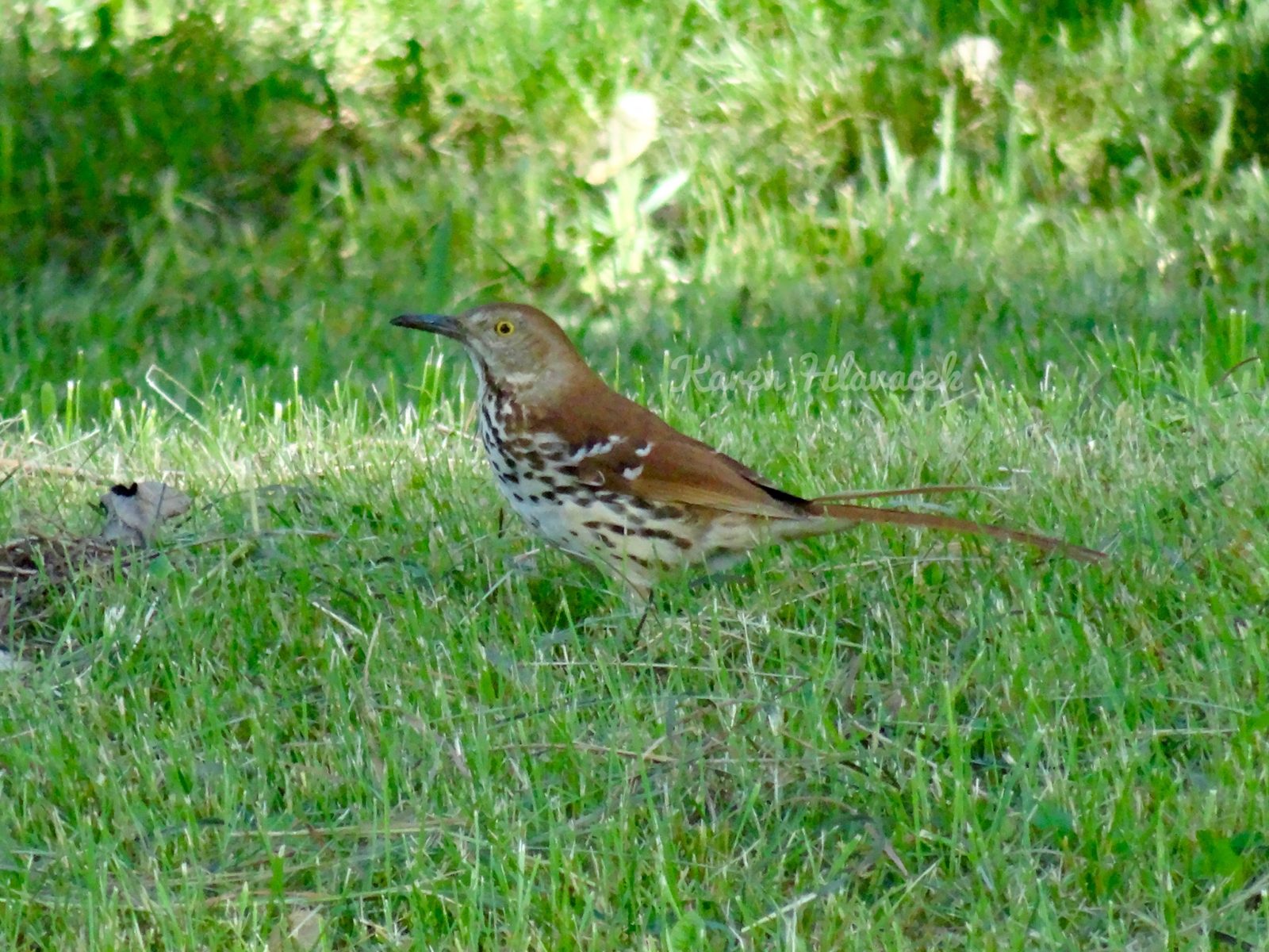 Birds – Boone County Conservation District