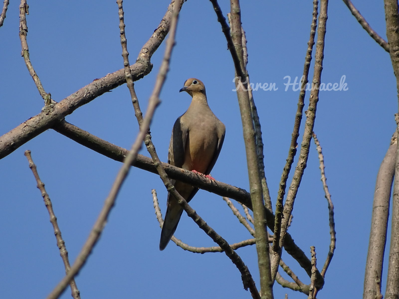 Birds – Boone County Conservation District