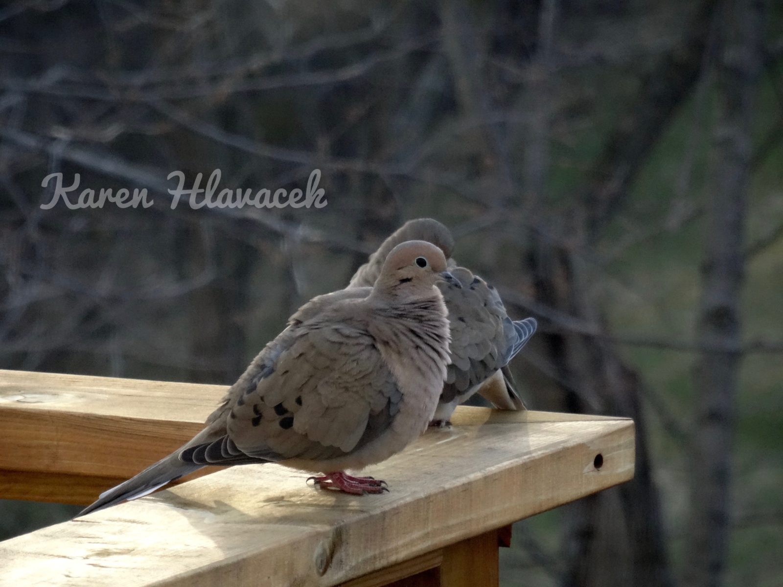 Birds – Boone County Conservation District
