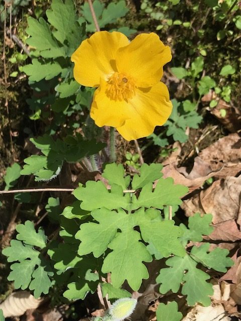 Wildflowers – Boone County Conservation District