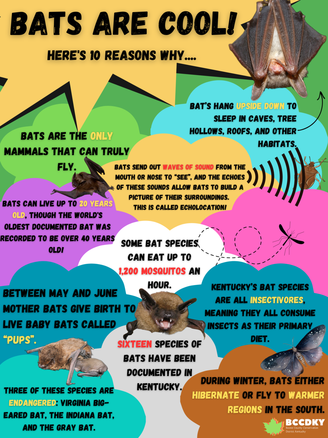 Bat Monitoring – Boone County Conservation District